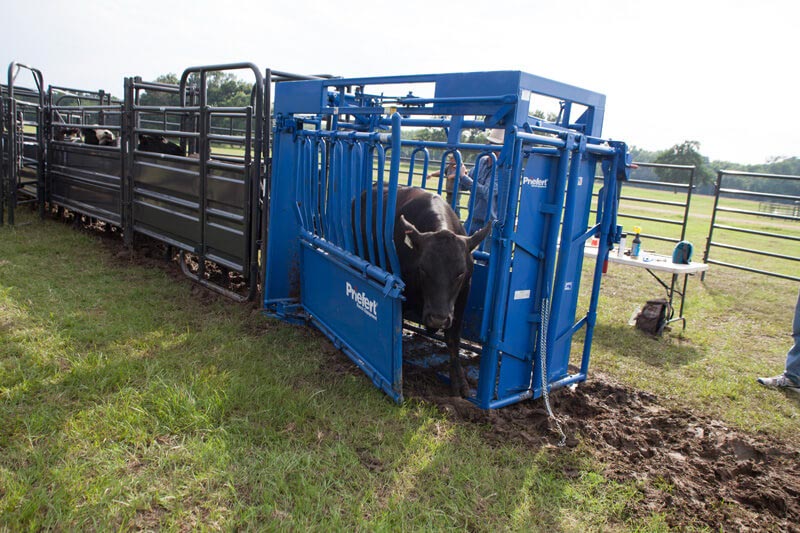 cattle sorting gate